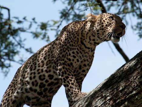 Eastern Sun Tours & Safaris.